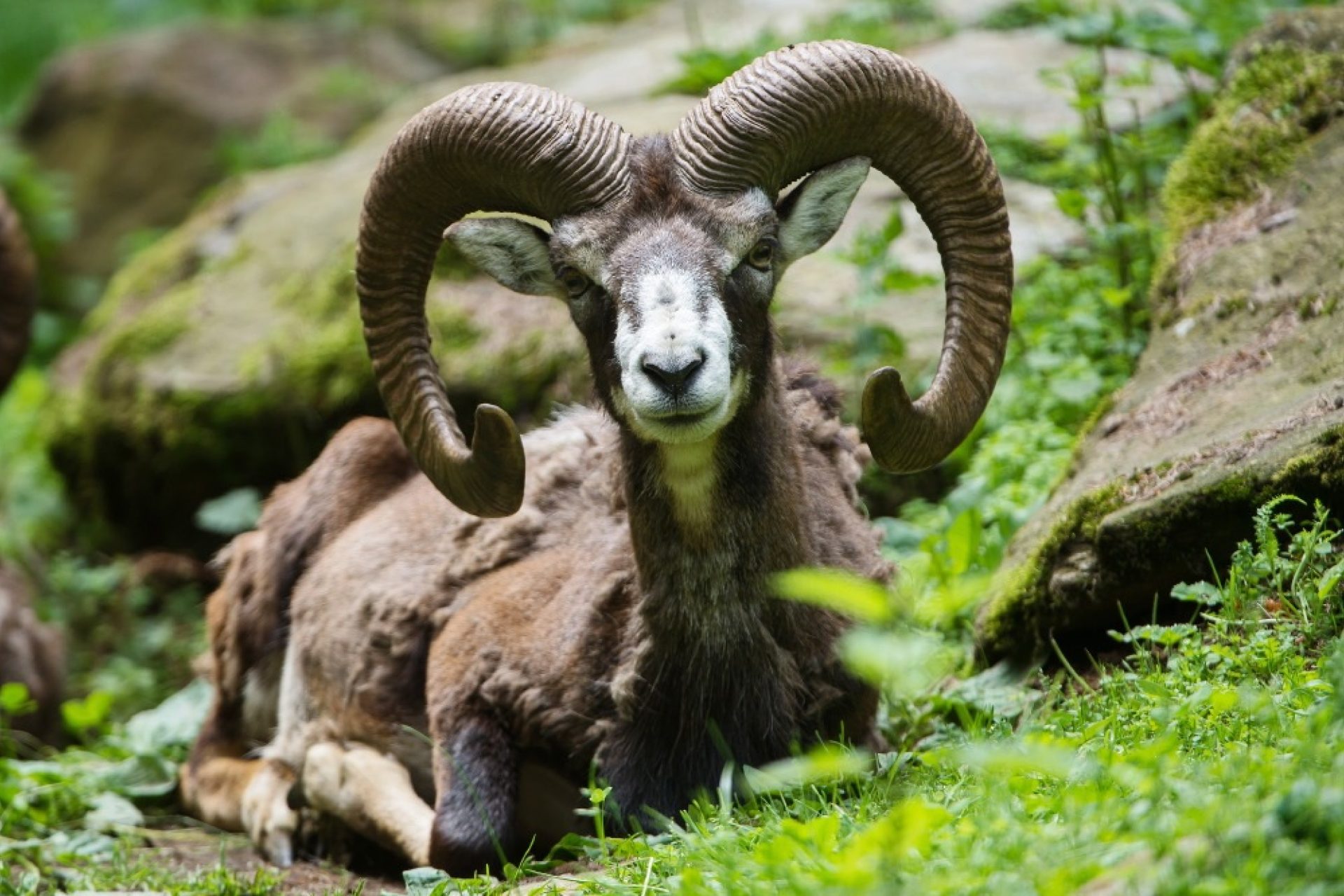 Der Wildpark Assling in Osttirol lässt das Herz von Tierfreunden höher ...